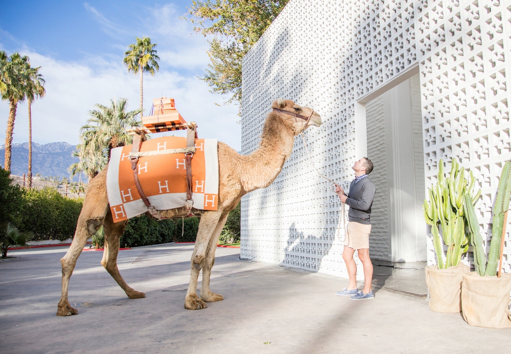 Get to know the Animals of Gray Malin at the Parker II