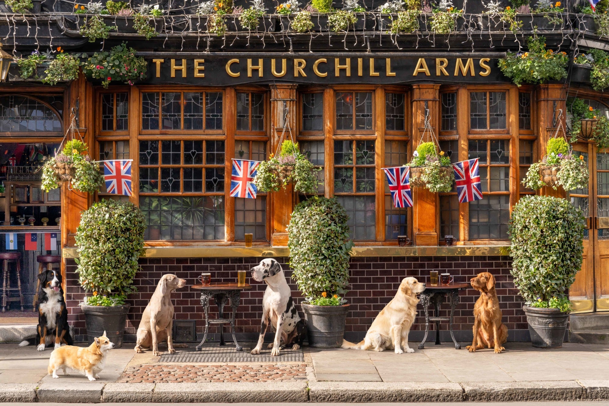 Pups at the Pub, The Churchill Arms, London – Gray Malin