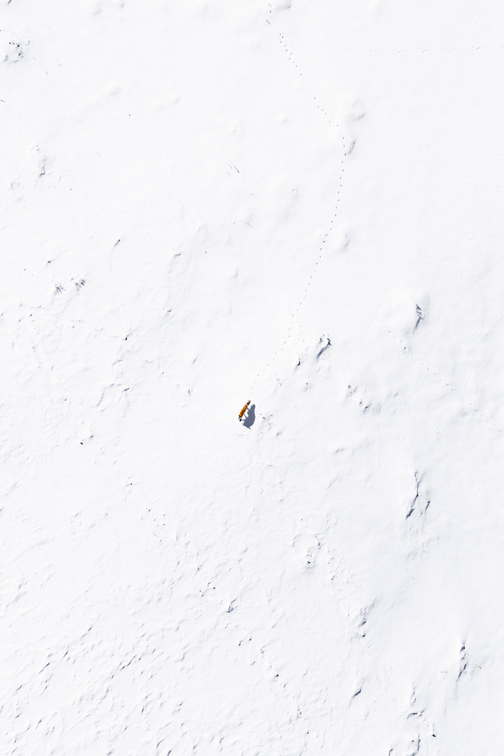 The Fox, Yellowstone National Park – Gray Malin