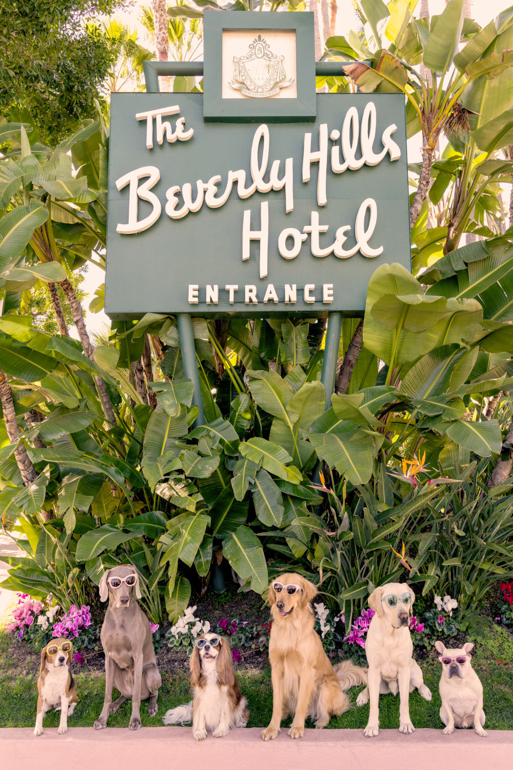 Dogs at The Beverly Hills Hotel Vertical – Gray Malin